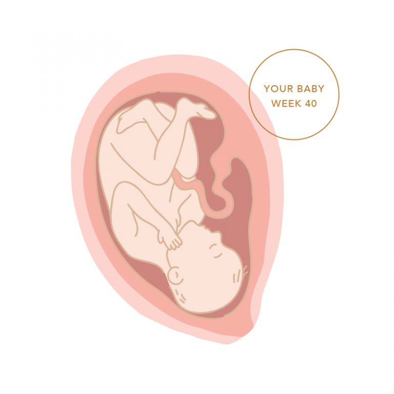 Week 40 of Pregnancy | Symptoms & Baby's Development