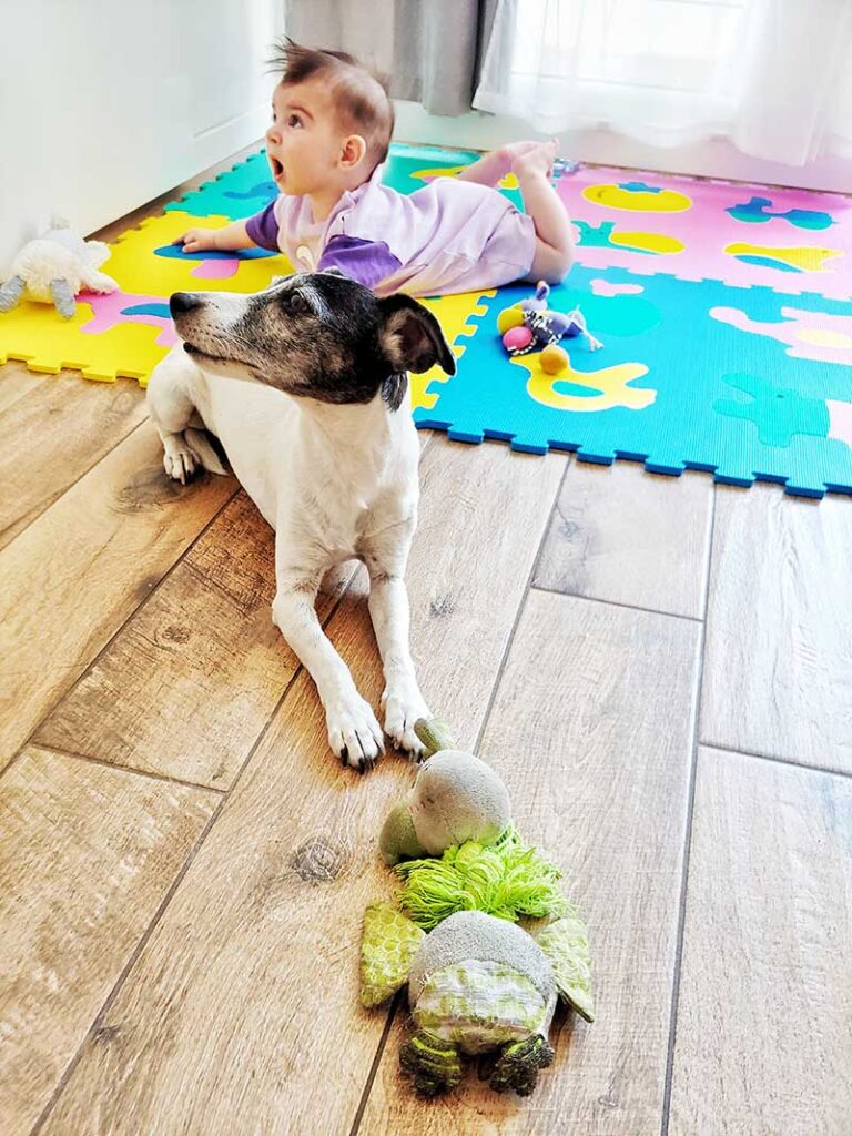 Dog Safety Advice for Parents of Toddlers and Young Children